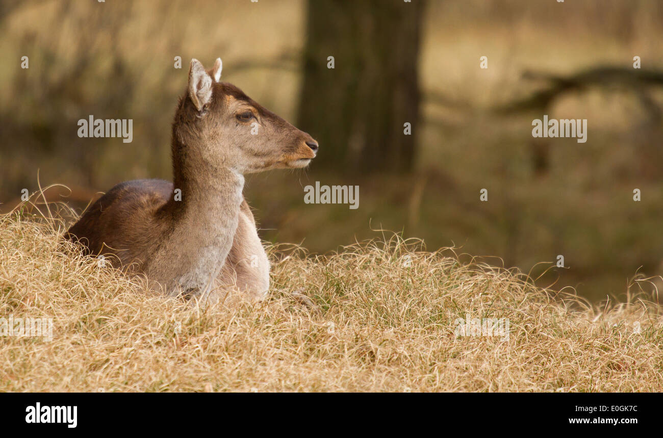 Fallow deer picture hi-res stock photography and images - Alamy