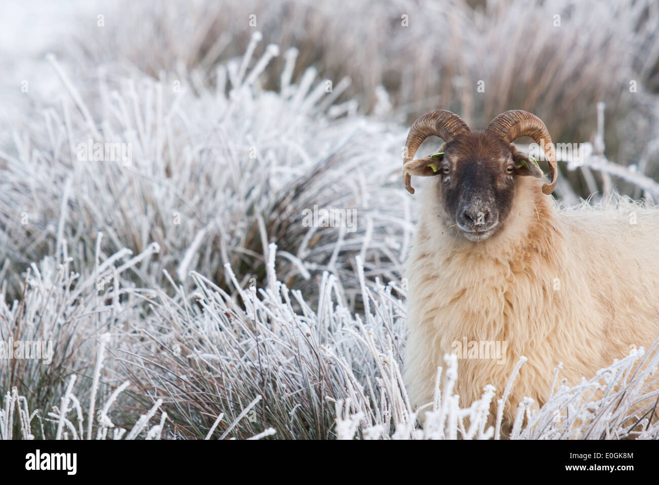 Pictures of sheep hi-res stock photography and images - Alamy