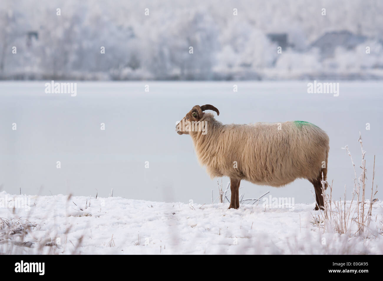 Sheep photographs hi-res stock photography and images - Alamy