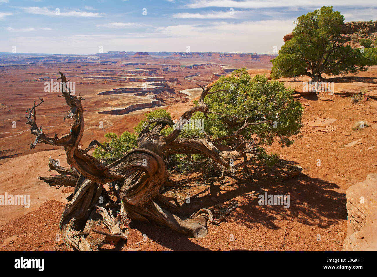 Green River Overlook, Tree, Canyonlands National Park, Utah, USA ...
