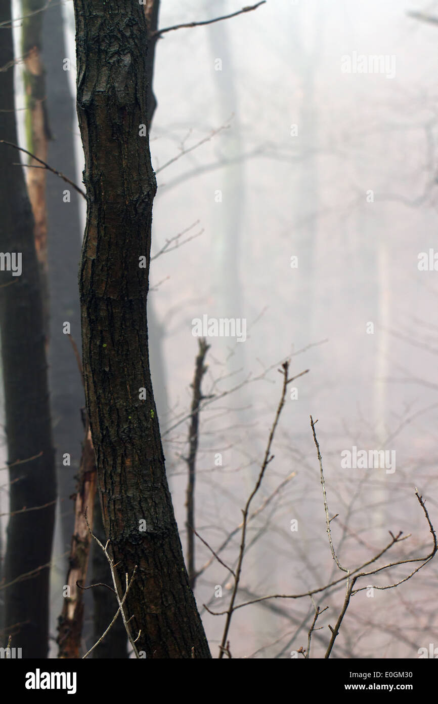 Scary Winter Forest in Mysterious Haze Stock Photo - Alamy