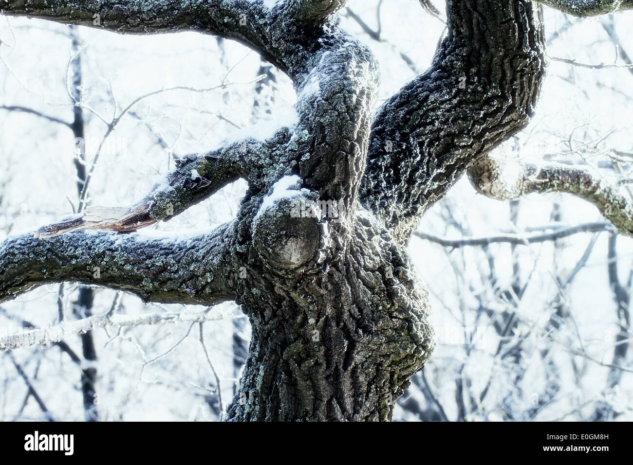 Snow Covered Winter Deciduous Tree Stock Photo - Alamy