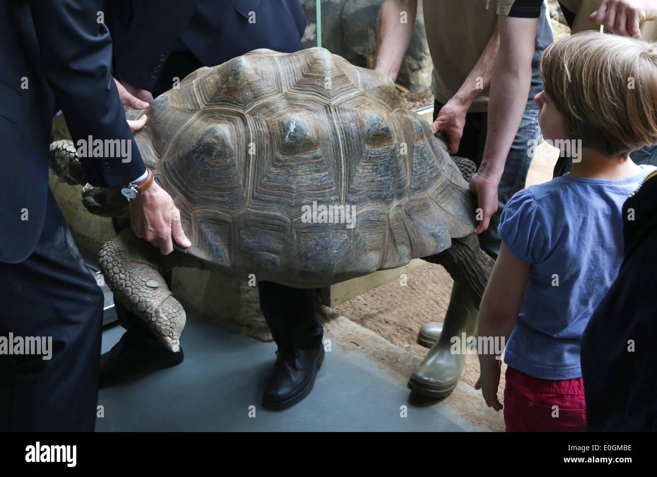 Rostock, Germany. 13th May, 2014. Galapagos tortoise Frieda Isabela is ...