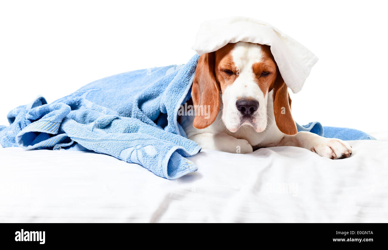 Very much sick dog , isolated on white background Stock Photo - Alamy