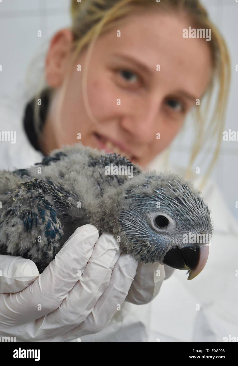 Spix's macaw hi-res stock photography and images - Alamy