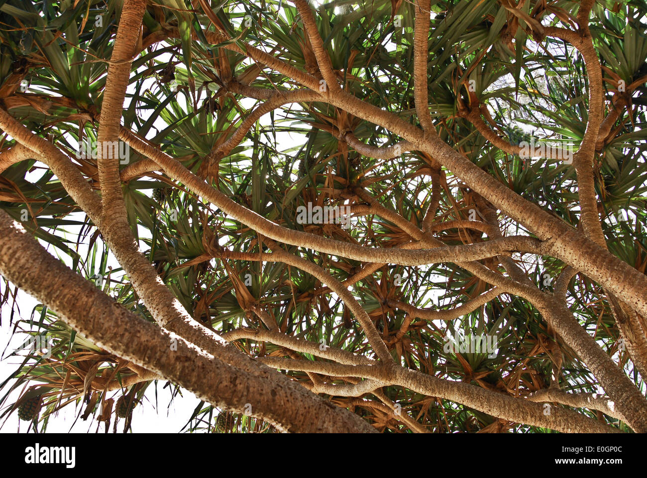Australian palm tree hi-res stock photography and images - Alamy