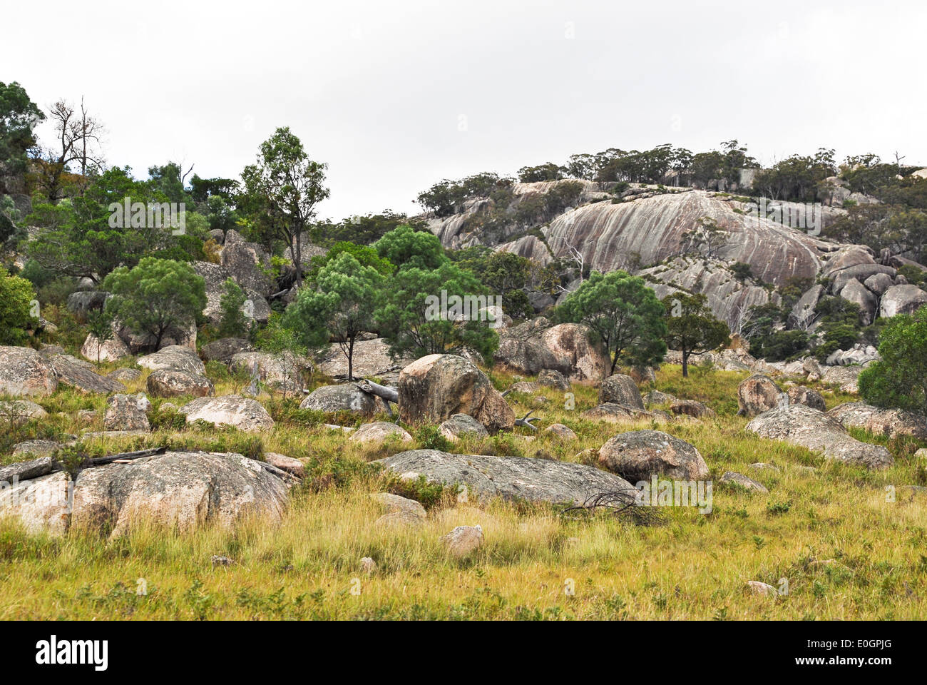 Tenterfield hi-res stock photography and images - Alamy