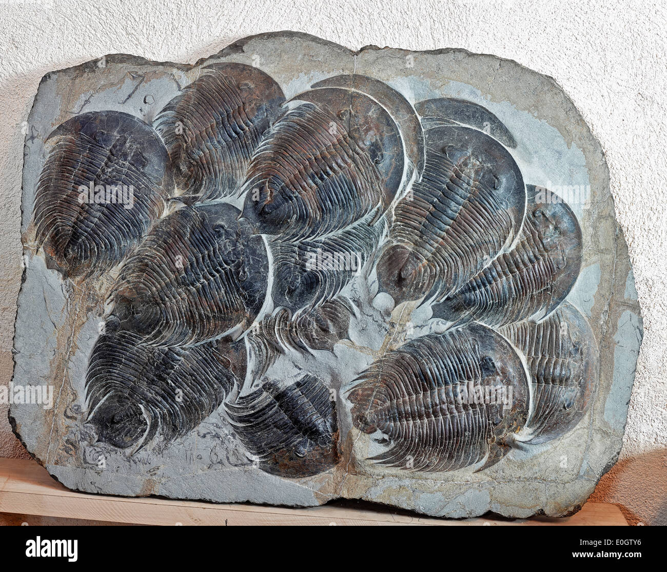 Trilobites hi-res stock photography and images - Alamy