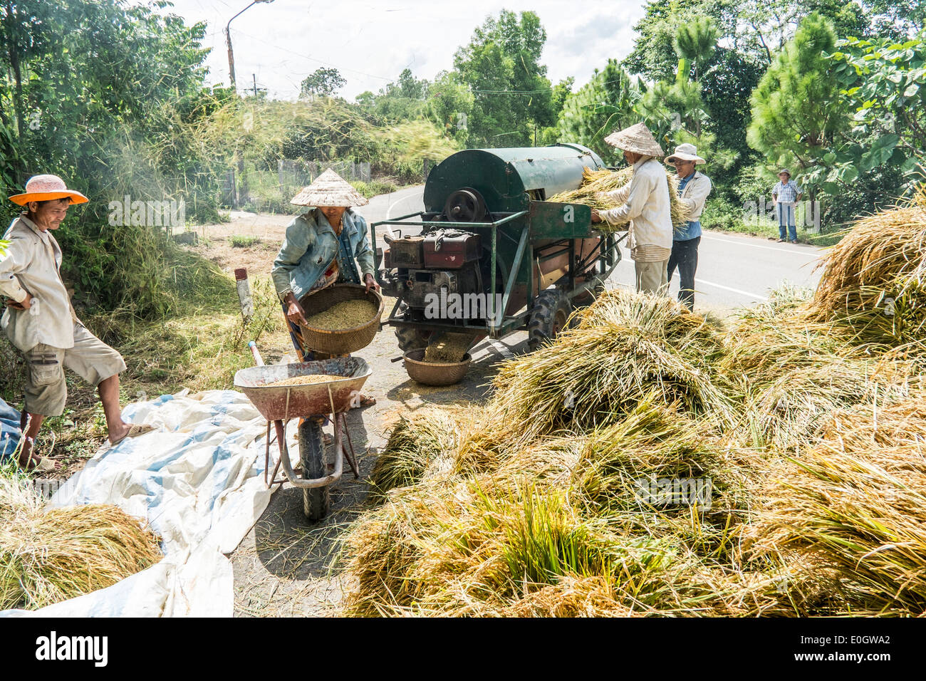 Threshing rice hi-res stock photography and images - Alamy