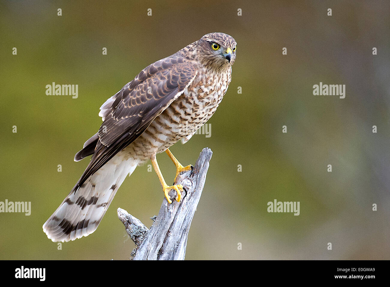 Sparrowhawk photograph hi-res stock photography and images - Alamy