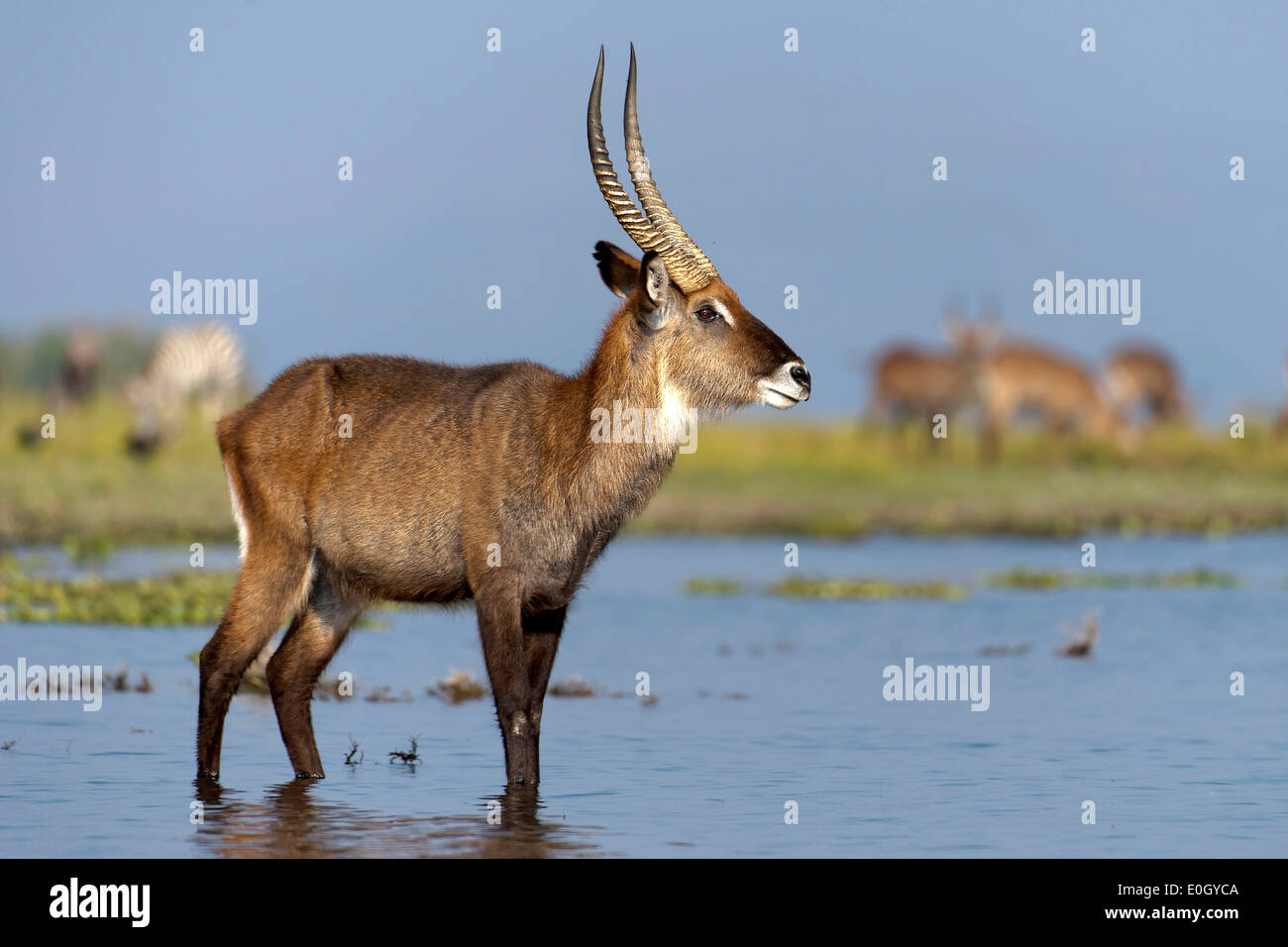 Waterbuck At brine Naivasha, Kenya., Waterbuck at Lake Naivasha Stock ...