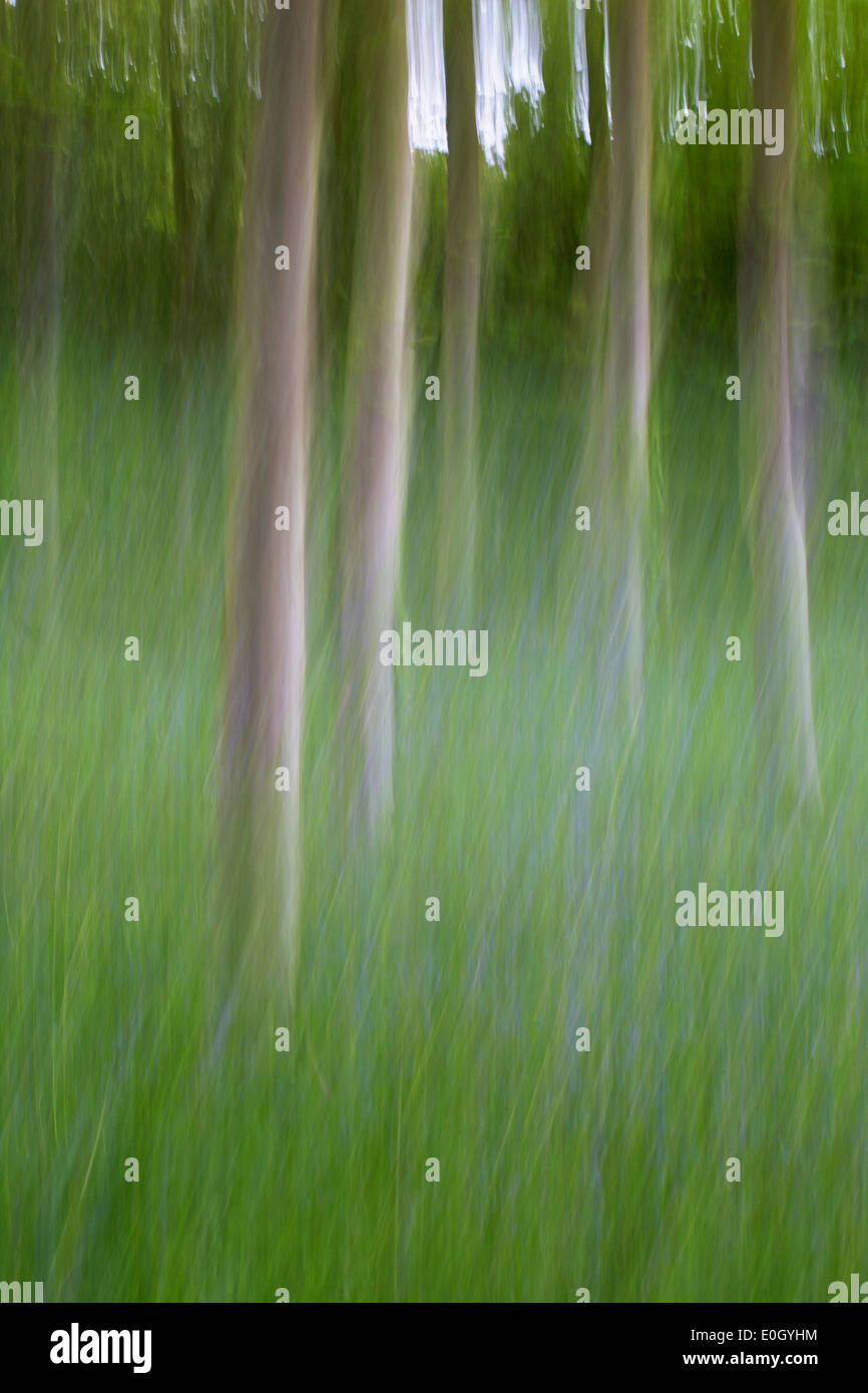 light streaks and blurred trees Stock Photo - Alamy