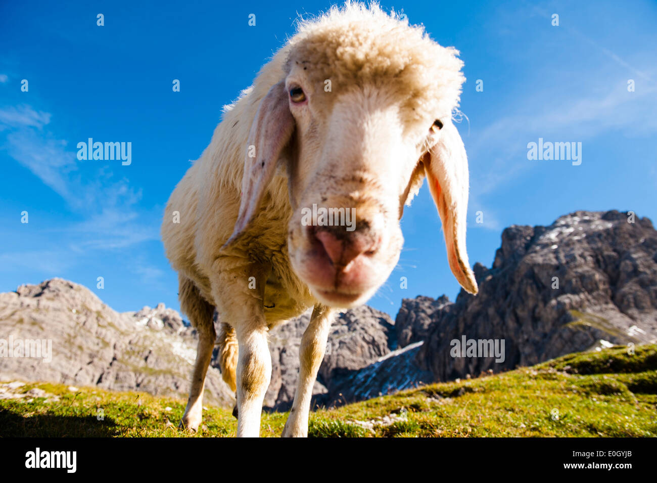 Tyrol dolomites animal hi-res stock photography and images - Alamy