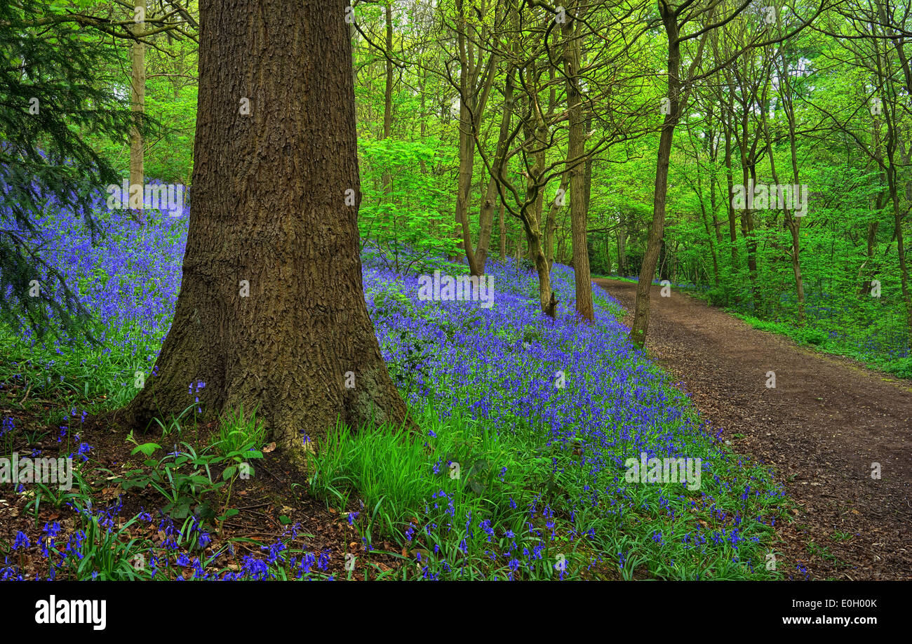 UK,South Yorkshire,Sheffield,Woolley Wood Bluebells Stock Photo - Alamy