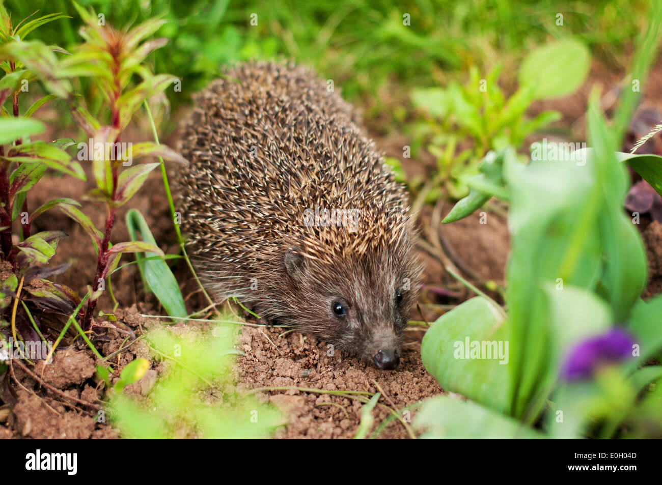 Cute hedgehog garden hi-res stock photography and images - Alamy
