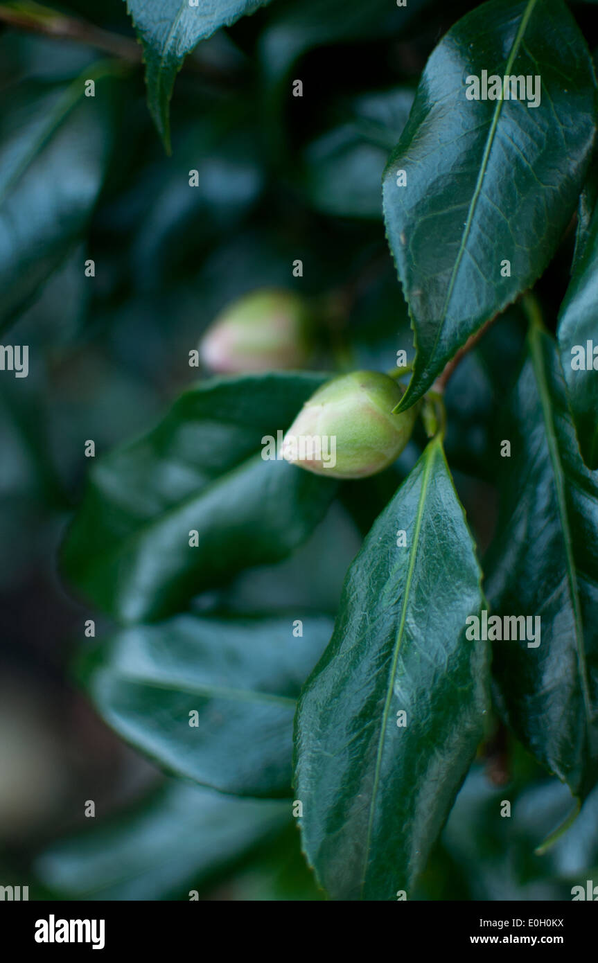 Budding tip hi-res stock photography and images - Alamy