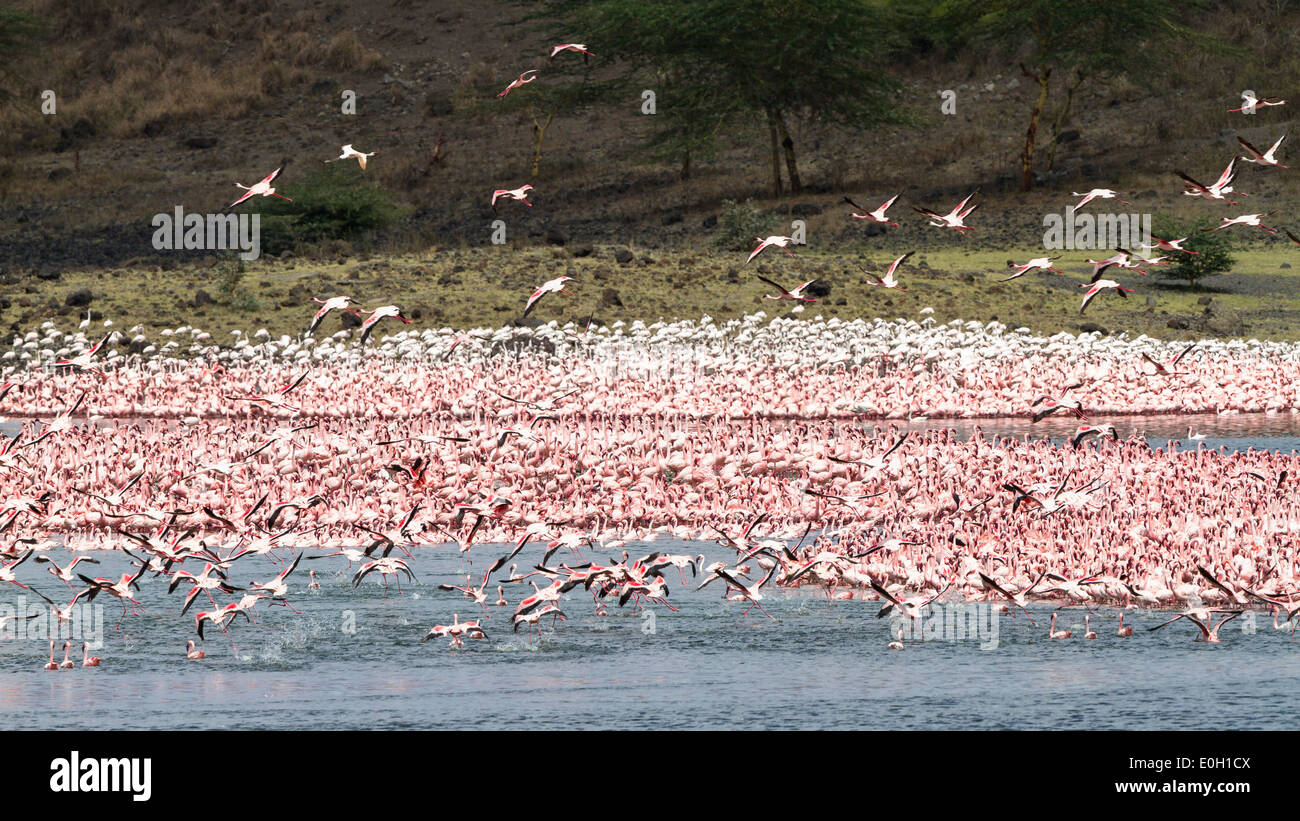 Momella lakes with Lesser flamingoes, Phoeniconaias minor, Arusha ...