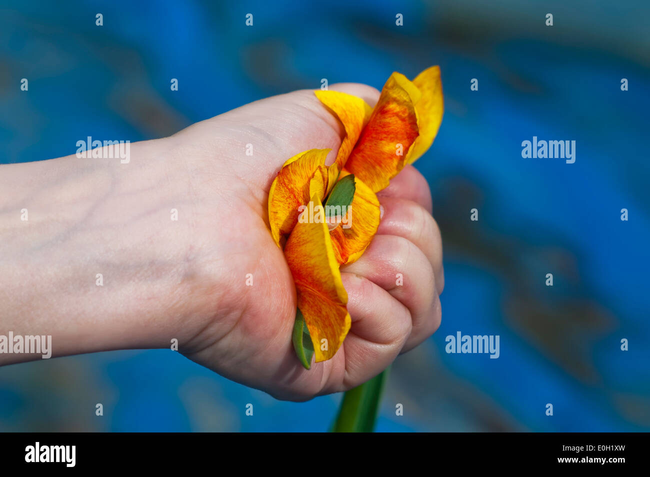 hand destroying a flower Stock Photo - Alamy