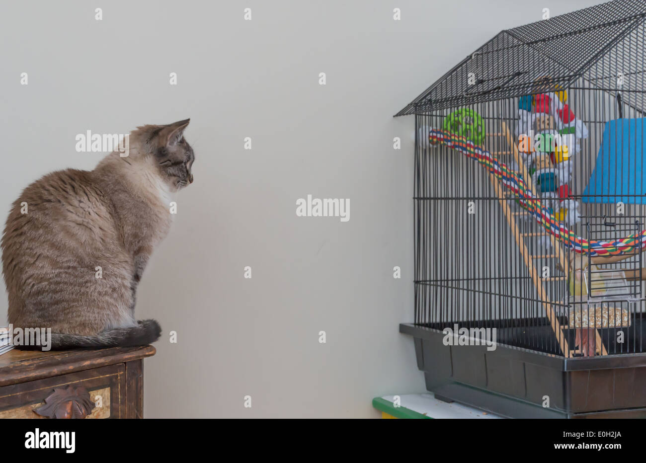 Cat staring at a parrot in a bird cage Stock Photo - Alamy
