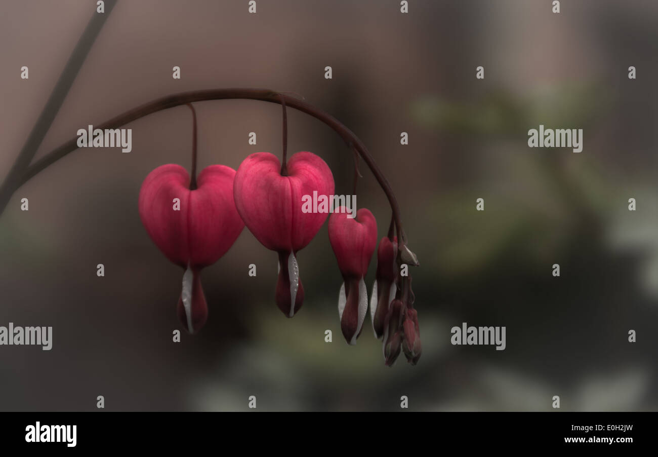 A bloom of bleeding hearts against a soft backgorund Stock Photo - Alamy