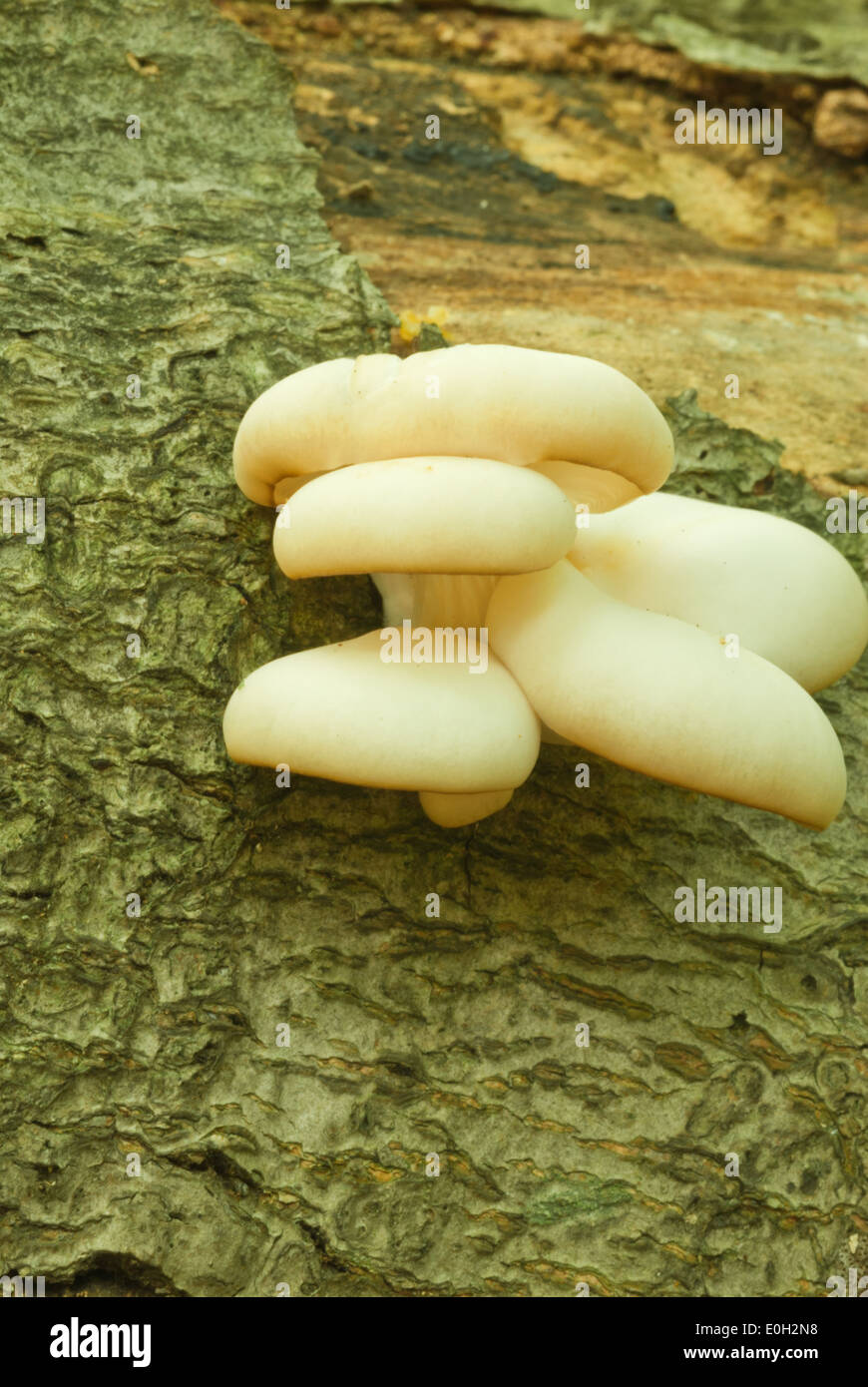 Mushrooms on a decaying log hi-res stock photography and images - Alamy
