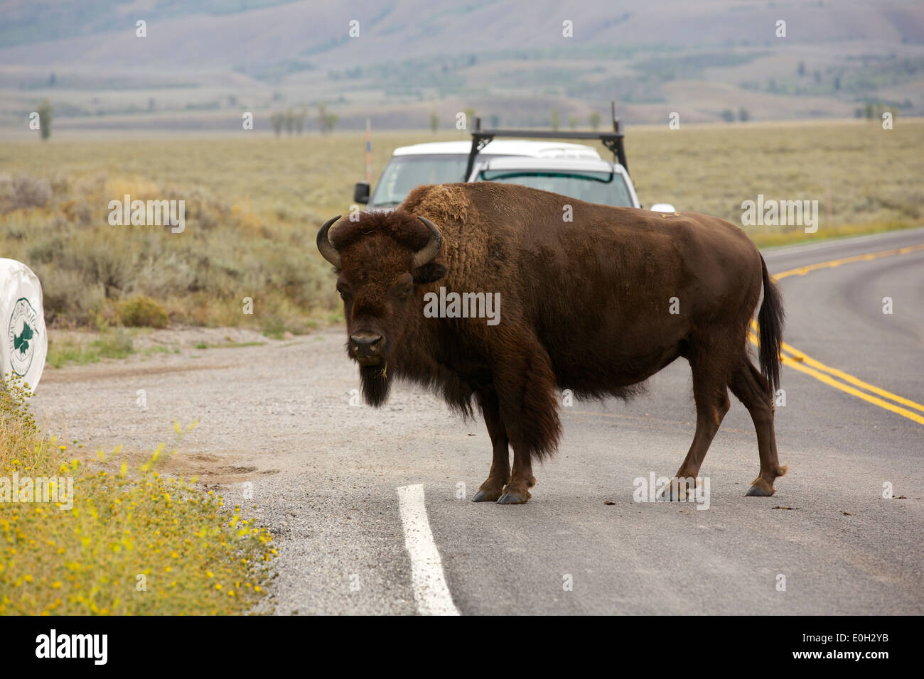 American bison native species north hi-res stock photography and images ...