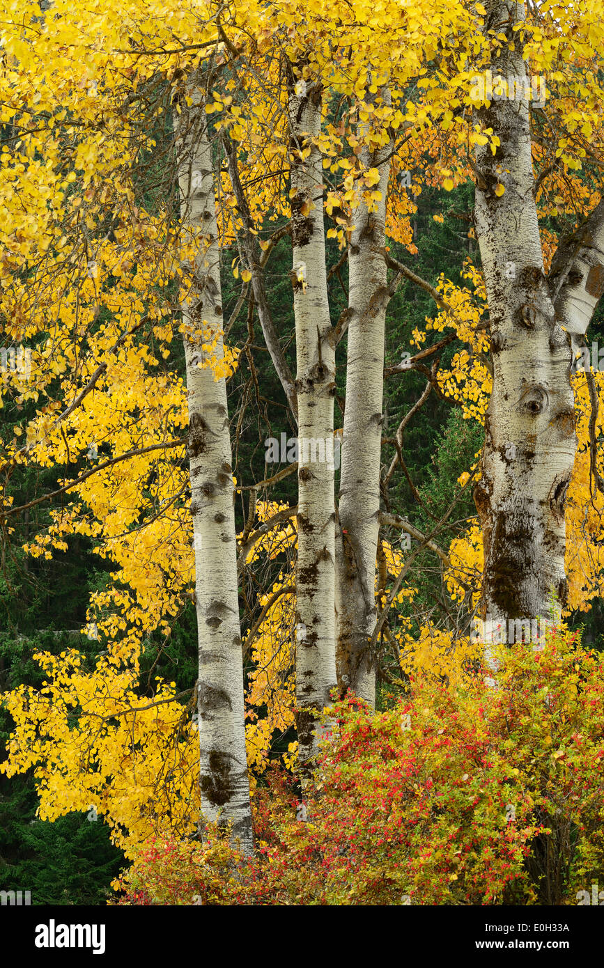 Aspen colors hi-res stock photography and images - Alamy