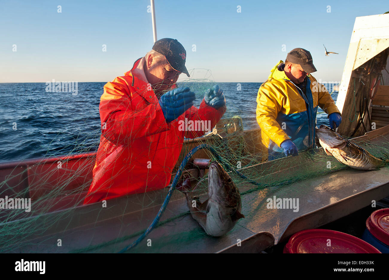 Catching cod (skrei) with nets off the island of Röst, Norway in ...
