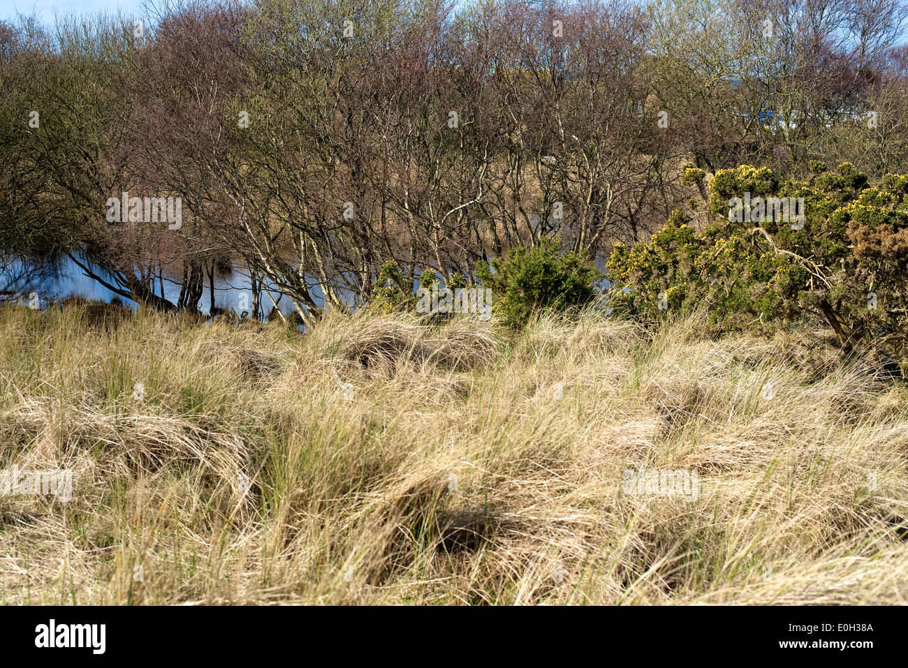 The colonised sand dunes, Marram grass psammosere foreshore, gorse ...