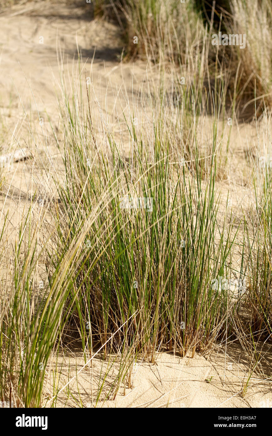 The embryo sand dunes and Marram grass psammosere foreshore at Studland ...