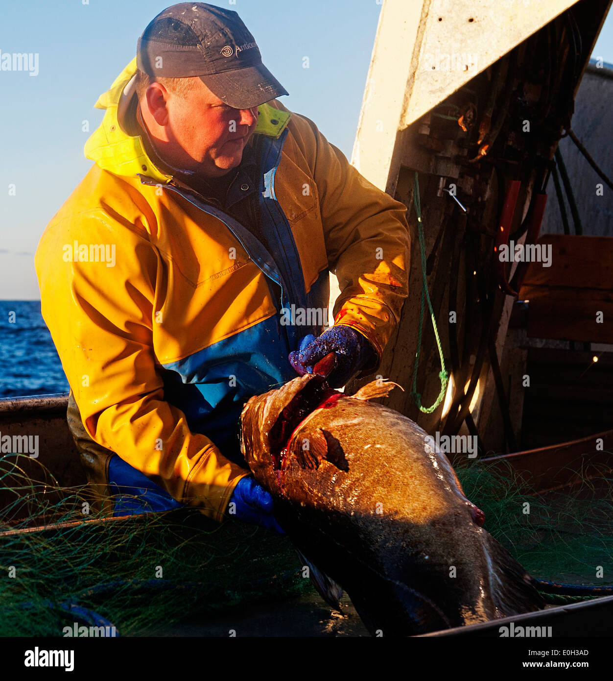 Catching cod hi-res stock photography and images - Alamy