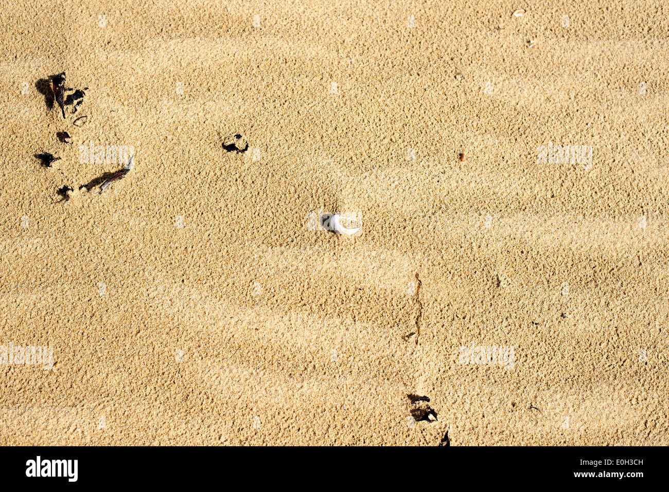 Sea shells on the sandy beach foreshore at Studland, Dorset Stock Photo ...