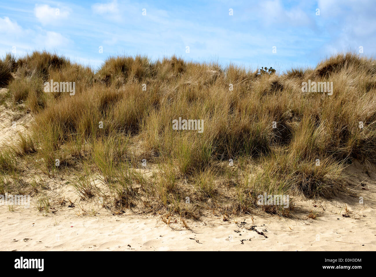 The embryo sand dunes and Marram grass psammosere foreshore at Studland ...