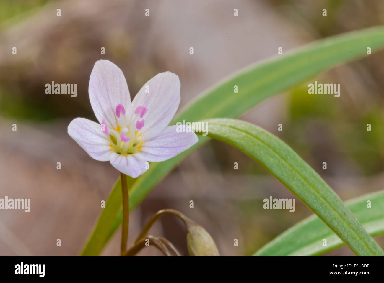 Single Carolina spring beauty flower ( Claytonia caroliniana) blooming ...