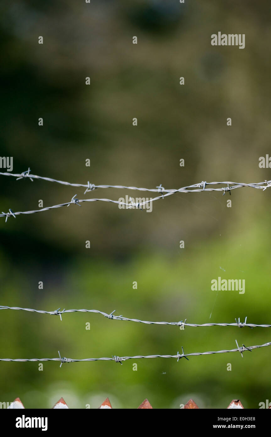 barbwire barb barbed wire wire barbwire fence sharp Stock Photo - Alamy