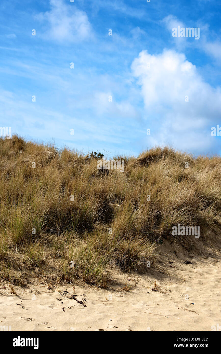The embryo sand dunes and Marram grass psammosere foreshore at Studland ...
