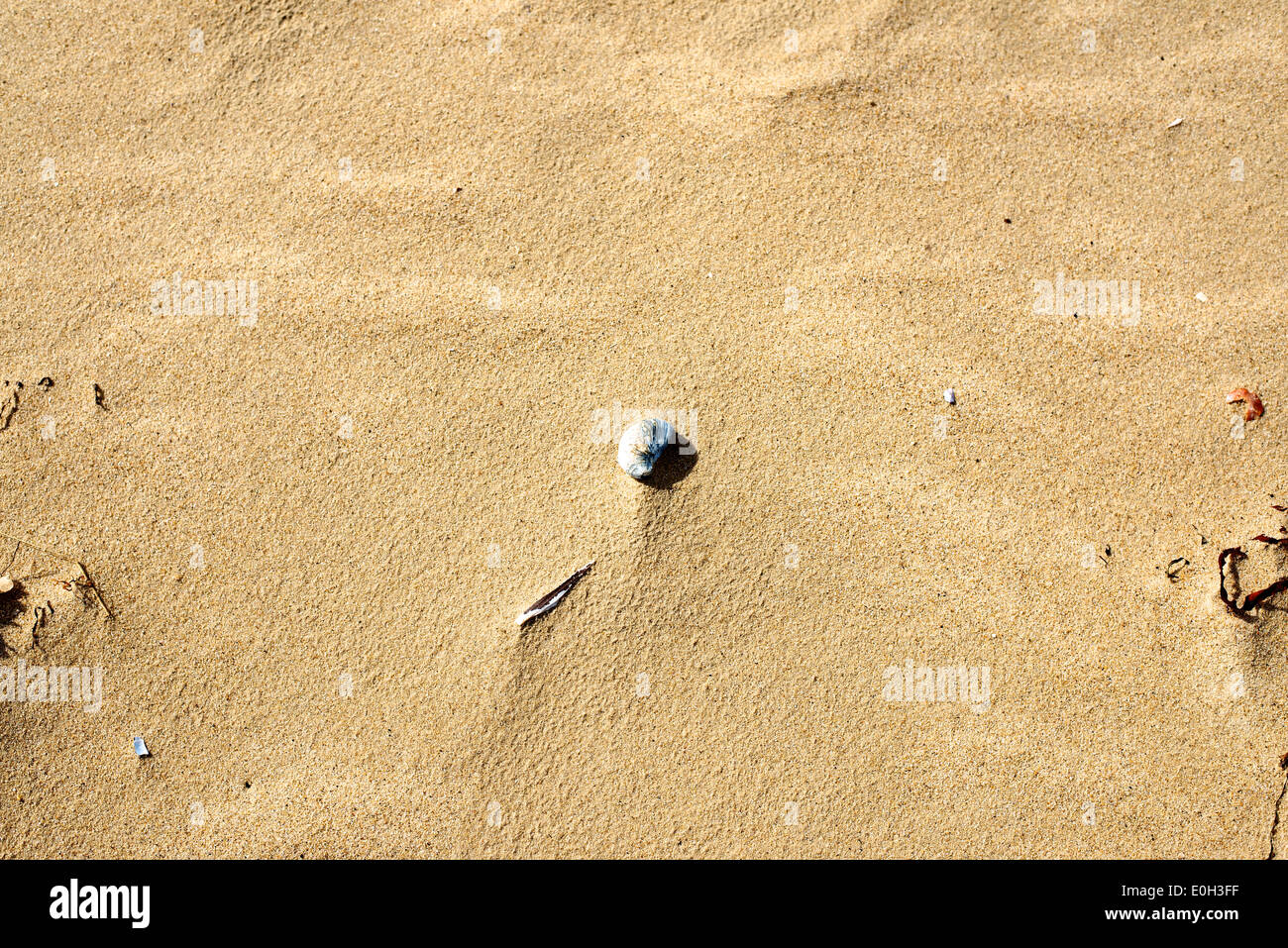 Sea shells on the sandy beach foreshore at Studland, Dorset Stock Photo ...
