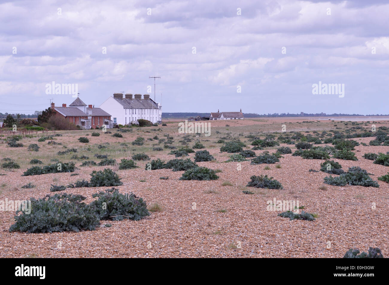 sea kale on the shingle at Shingle Street Suffolk Stock Photo - Alamy