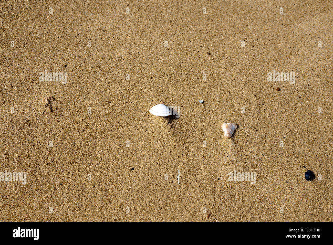 Sea shells on the sandy beach foreshore at Studland, Dorset Stock Photo ...