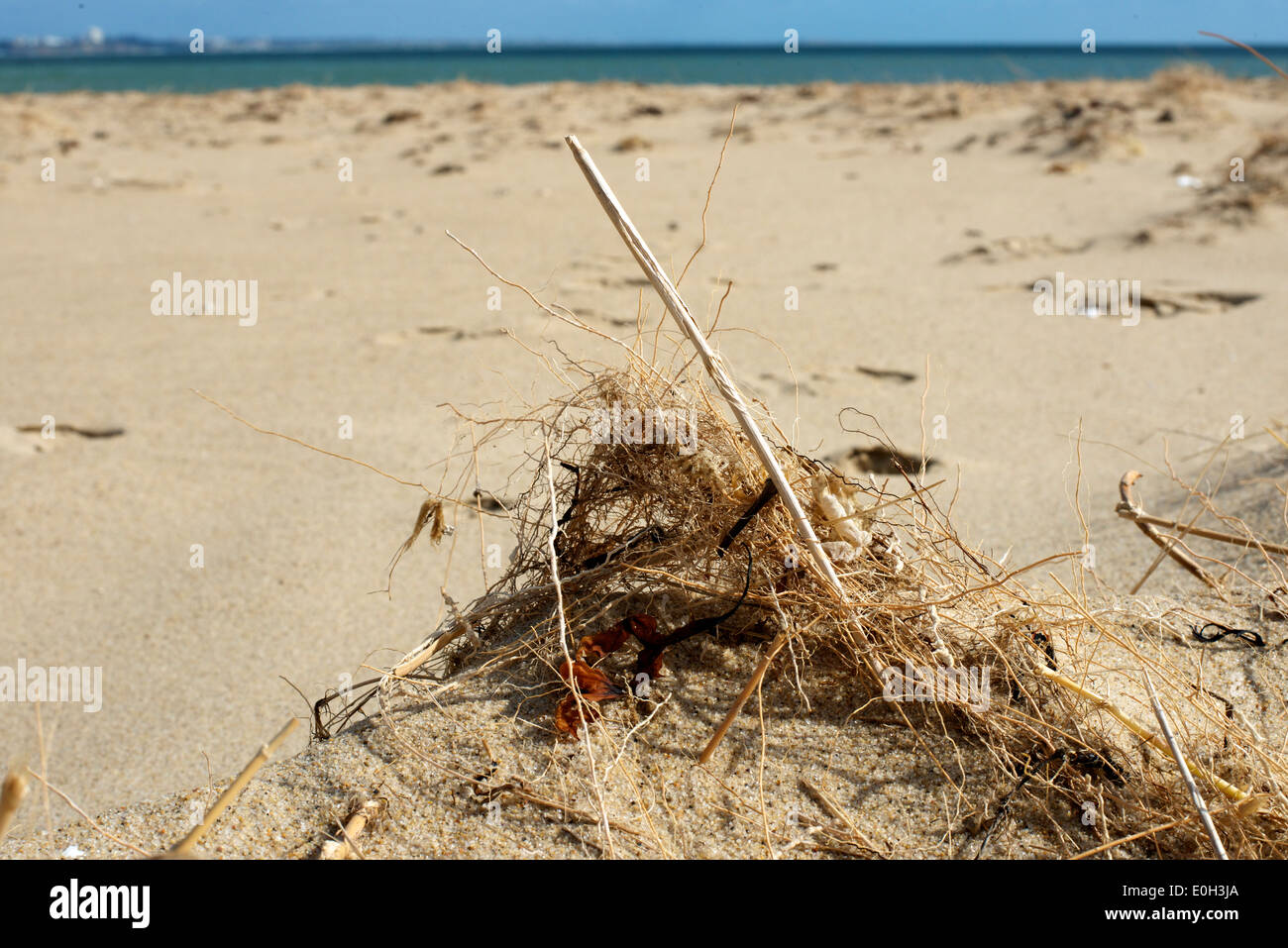 Psammosere hi-res stock photography and images - Alamy