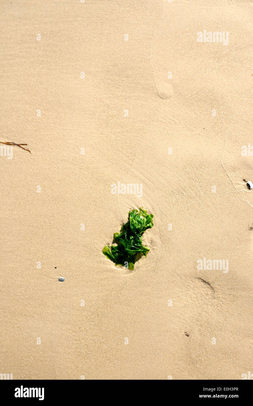 Seaweed on the sandy beach foreshore at Studland, Dorset Stock Photo ...