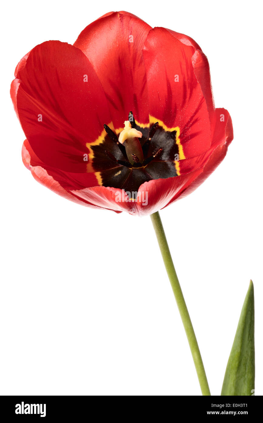 Single red flower hi-res stock photography and images - Alamy