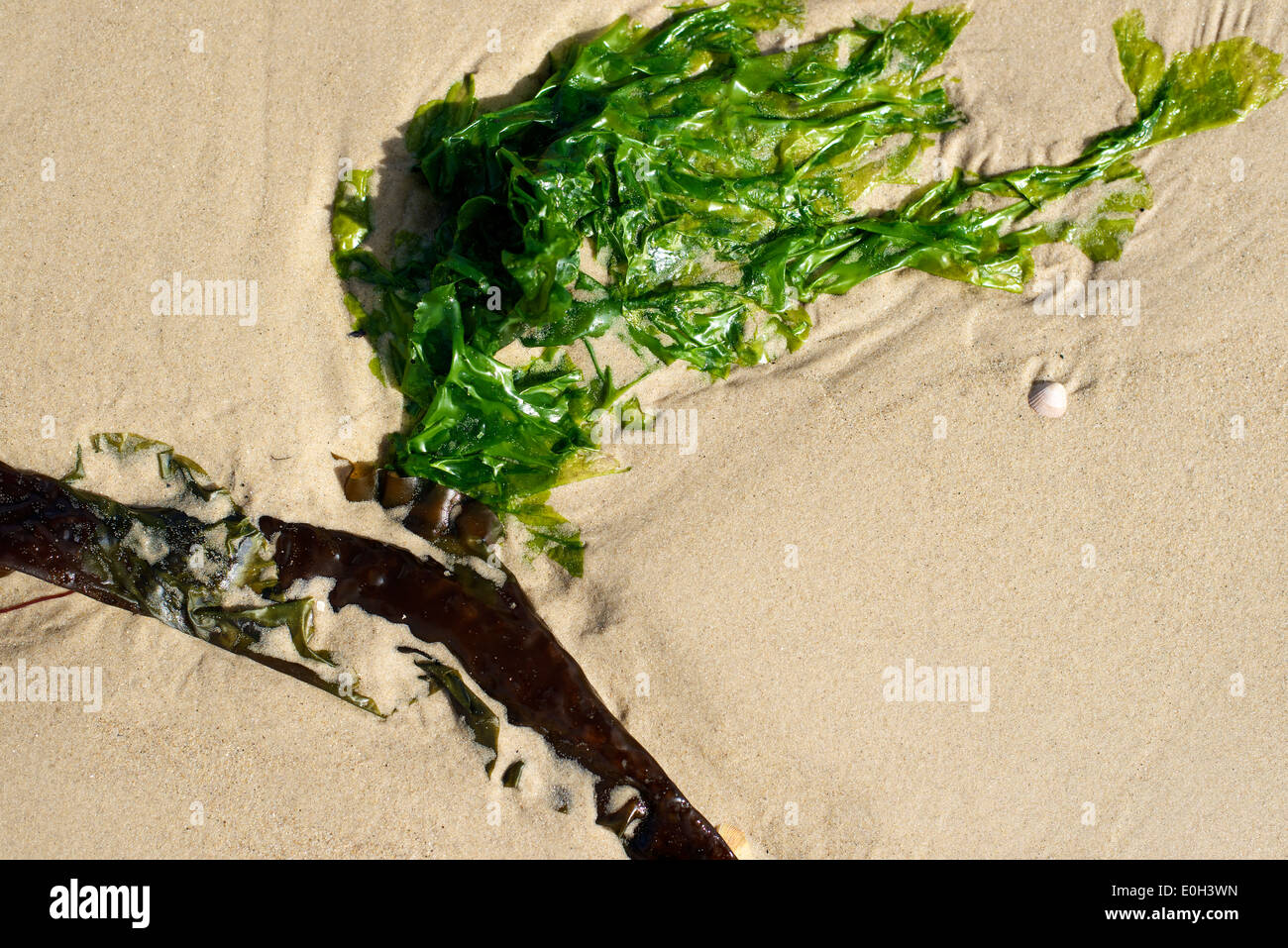 Seaweed and a sea shell on the sandy beach foreshore at Studland ...