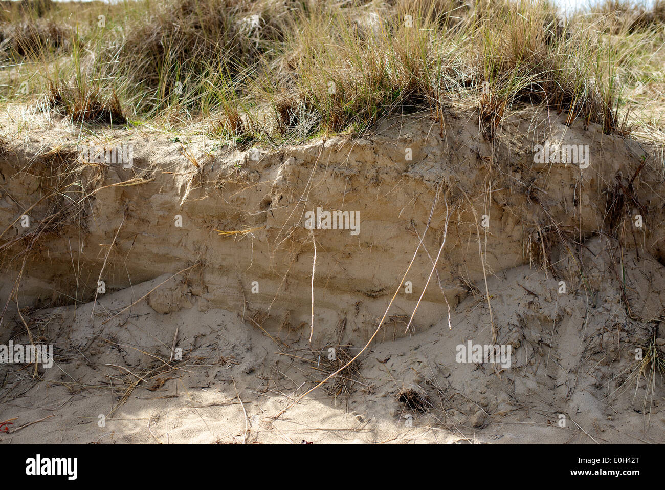 The embryo sand dunes and Marram grass psammosere foreshore at Studland ...