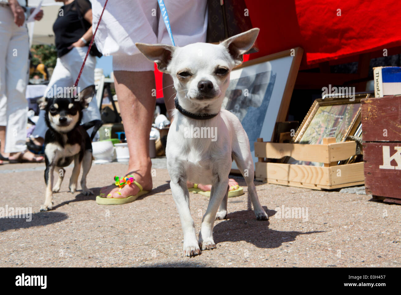 Two small dogs Stock Photo - Alamy