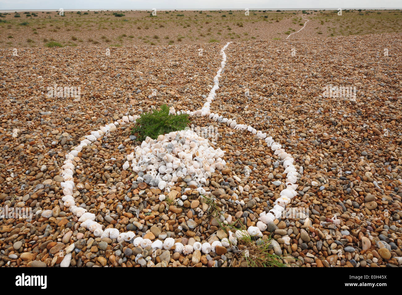 Shell line on Shingle Street beach, Suffolk Stock Photo - Alamy