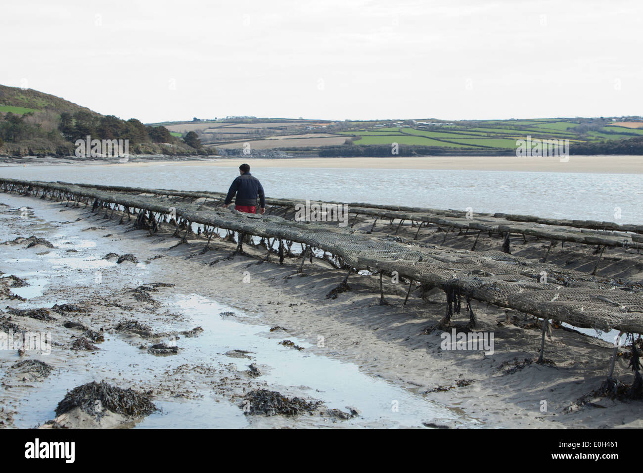 Oyster farming racks hi-res stock photography and images - Alamy