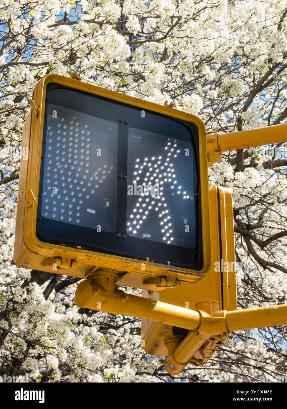 Pedestrian Crosswalk Signal and Flowering Tree, NYC Stock Photo - Alamy