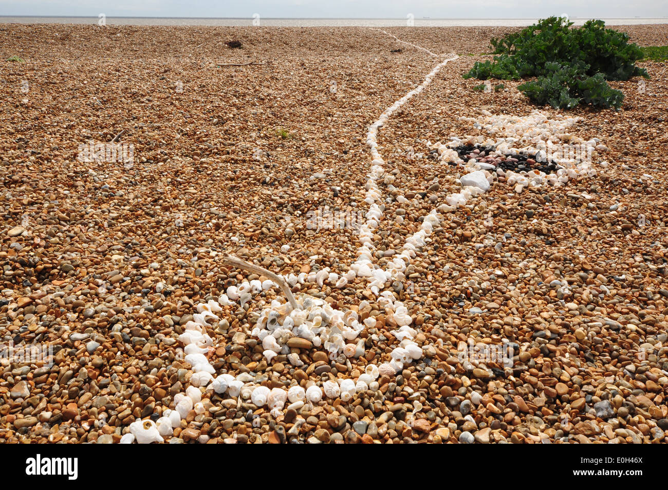 Shell line on Shingle Street beach, Suffolk Stock Photo - Alamy