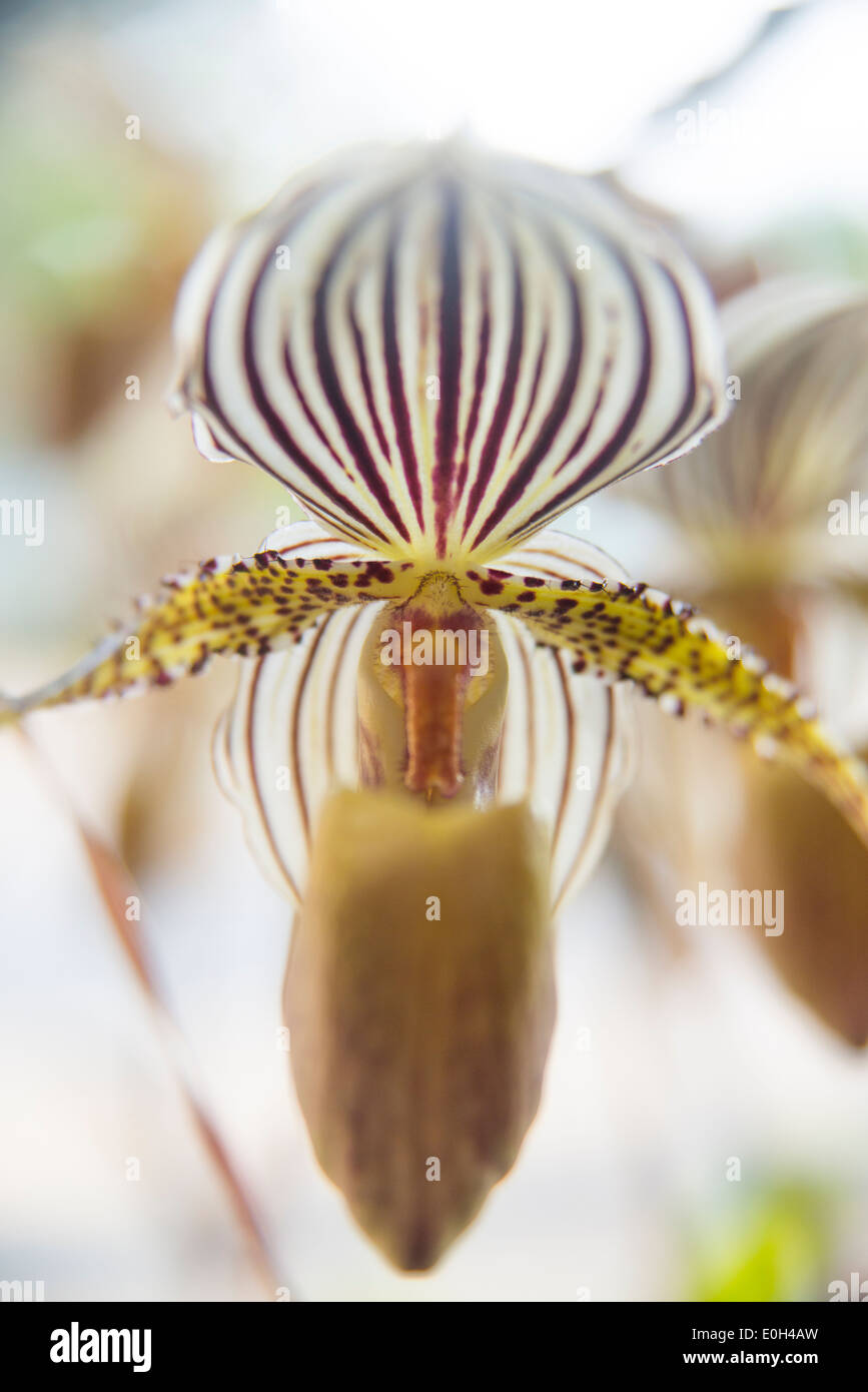 Striped orchid hi-res stock photography and images - Alamy